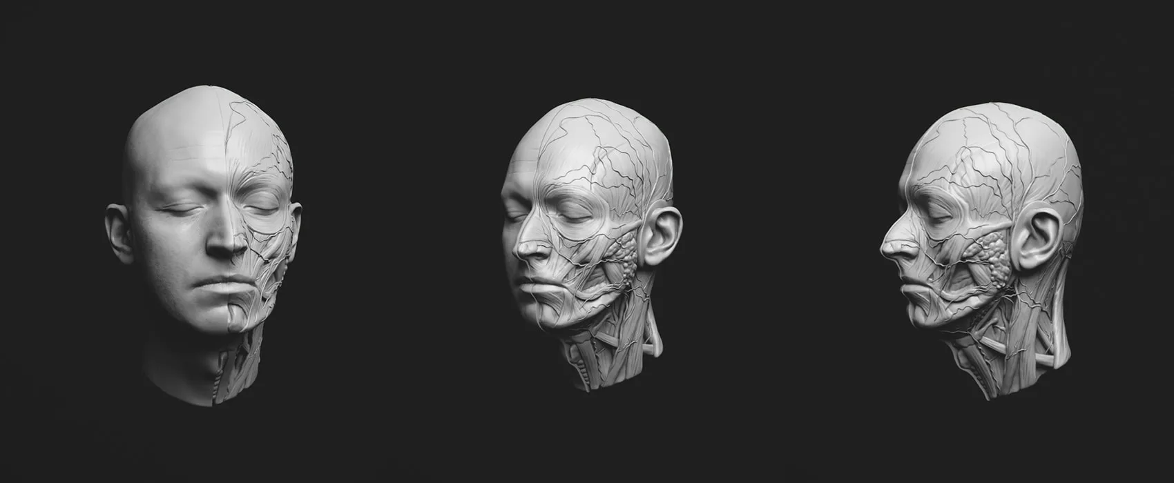 Head Anatomy Ecorche - FlippedNormals