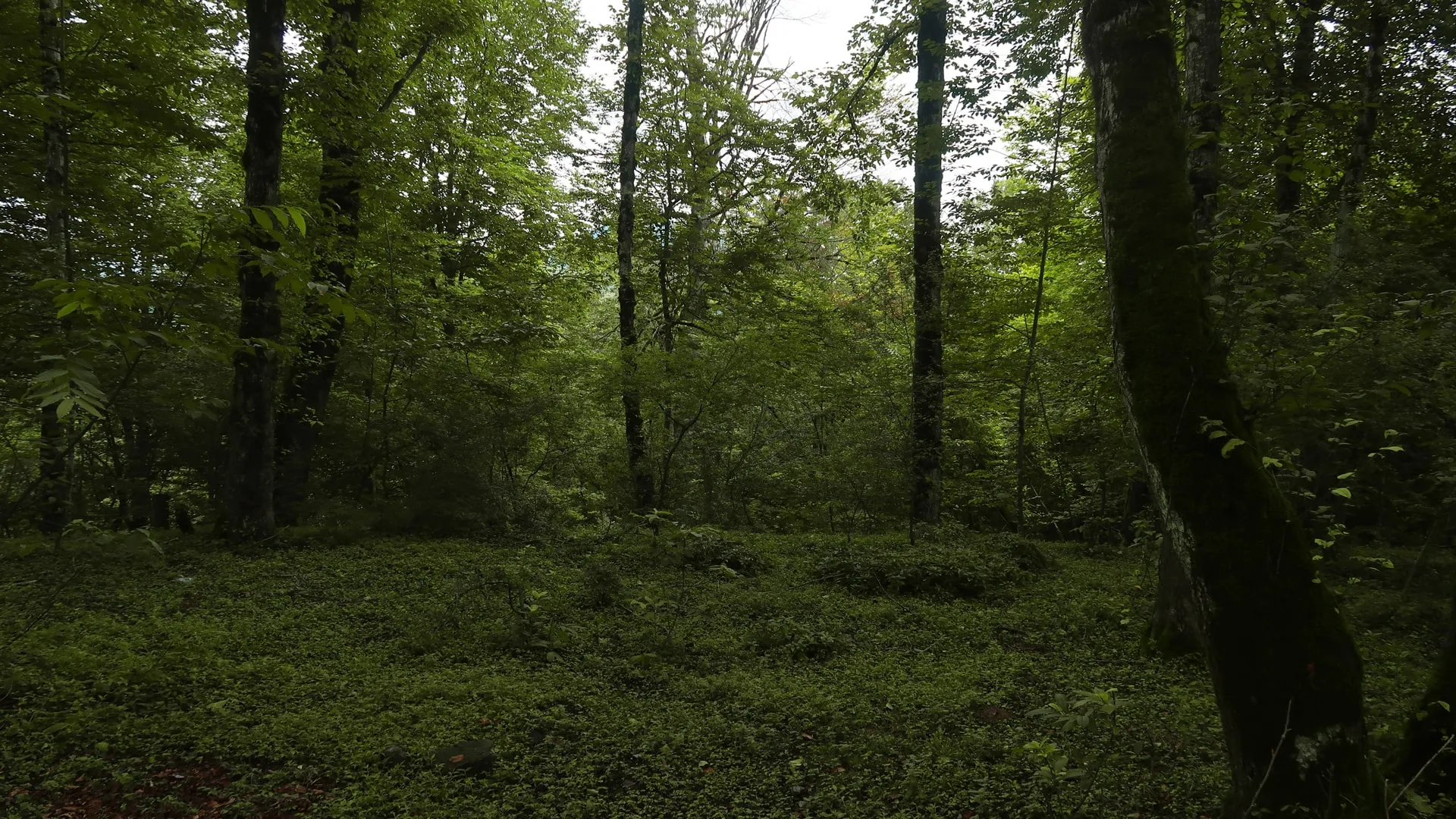 Lake & Forest References - 107 - FlippedNormals