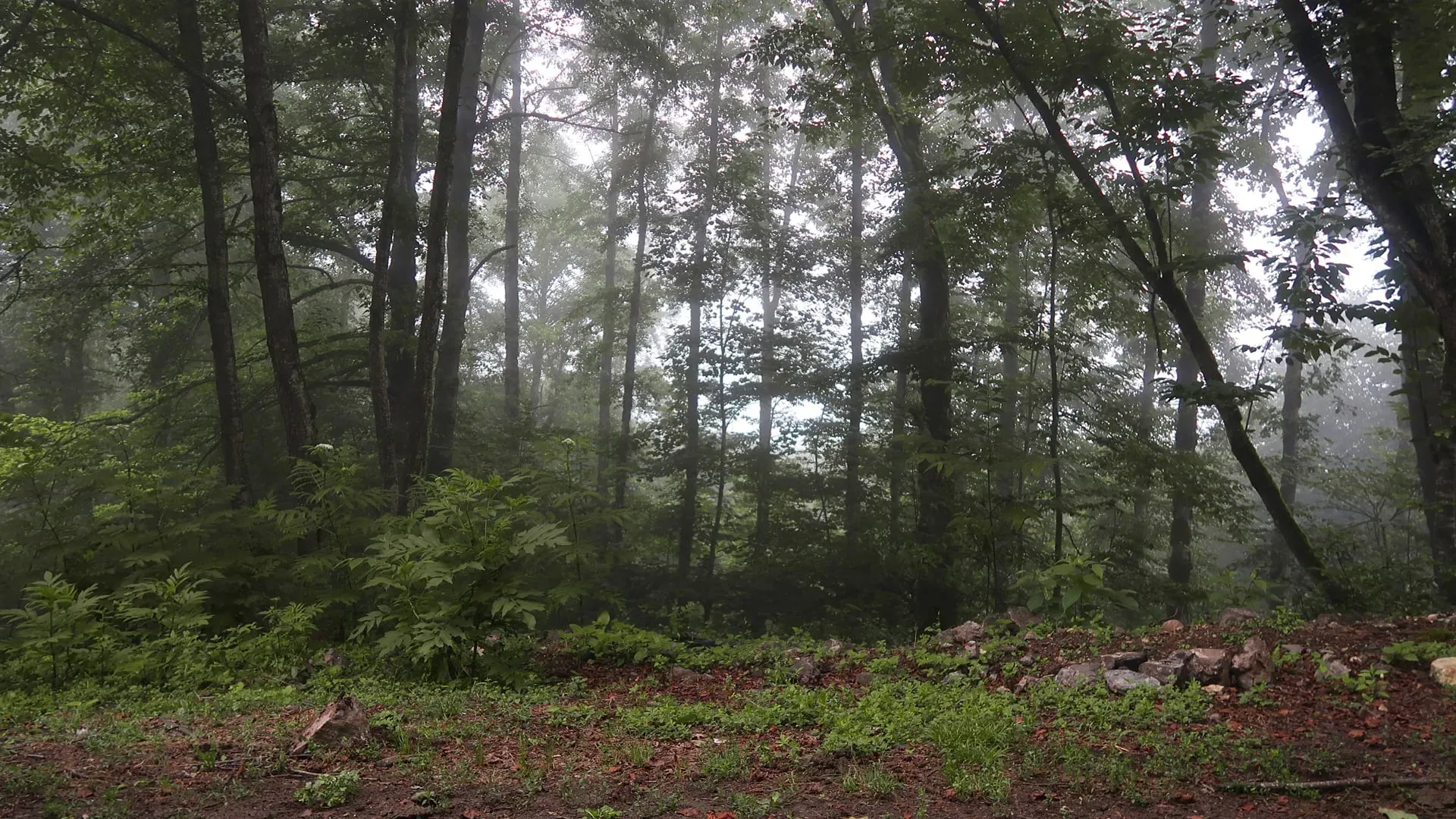 Lake & Forest References - 107 - FlippedNormals