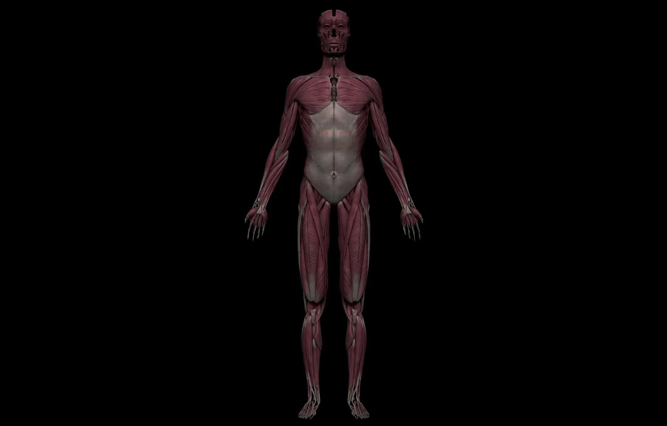 Female Anatomy Figure - FlippedNormals