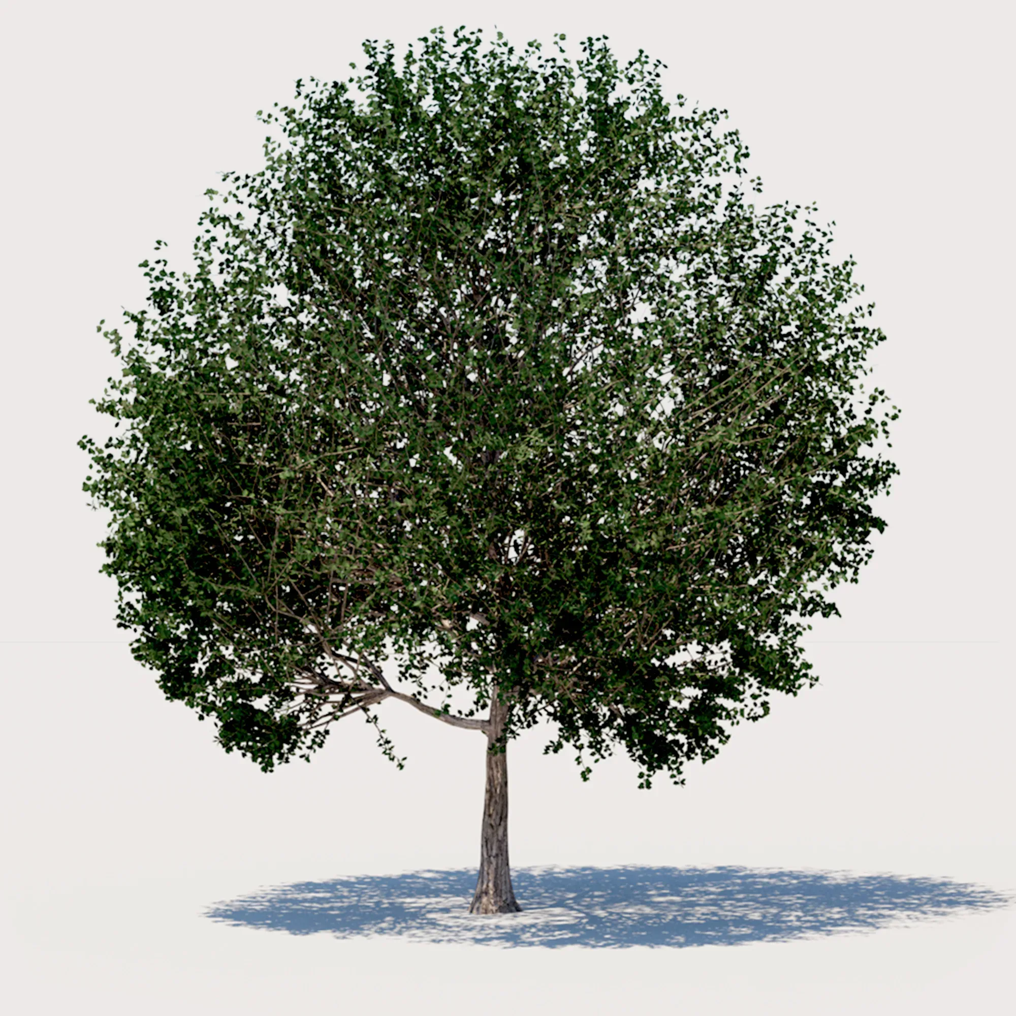 4 Seasons ELM Tree Collection - FlippedNormals