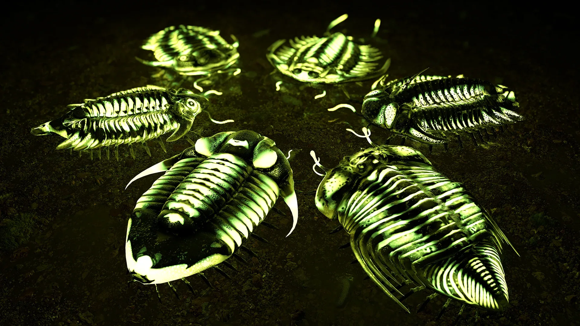 Trilobites Collection - Animated - FlippedNormals
