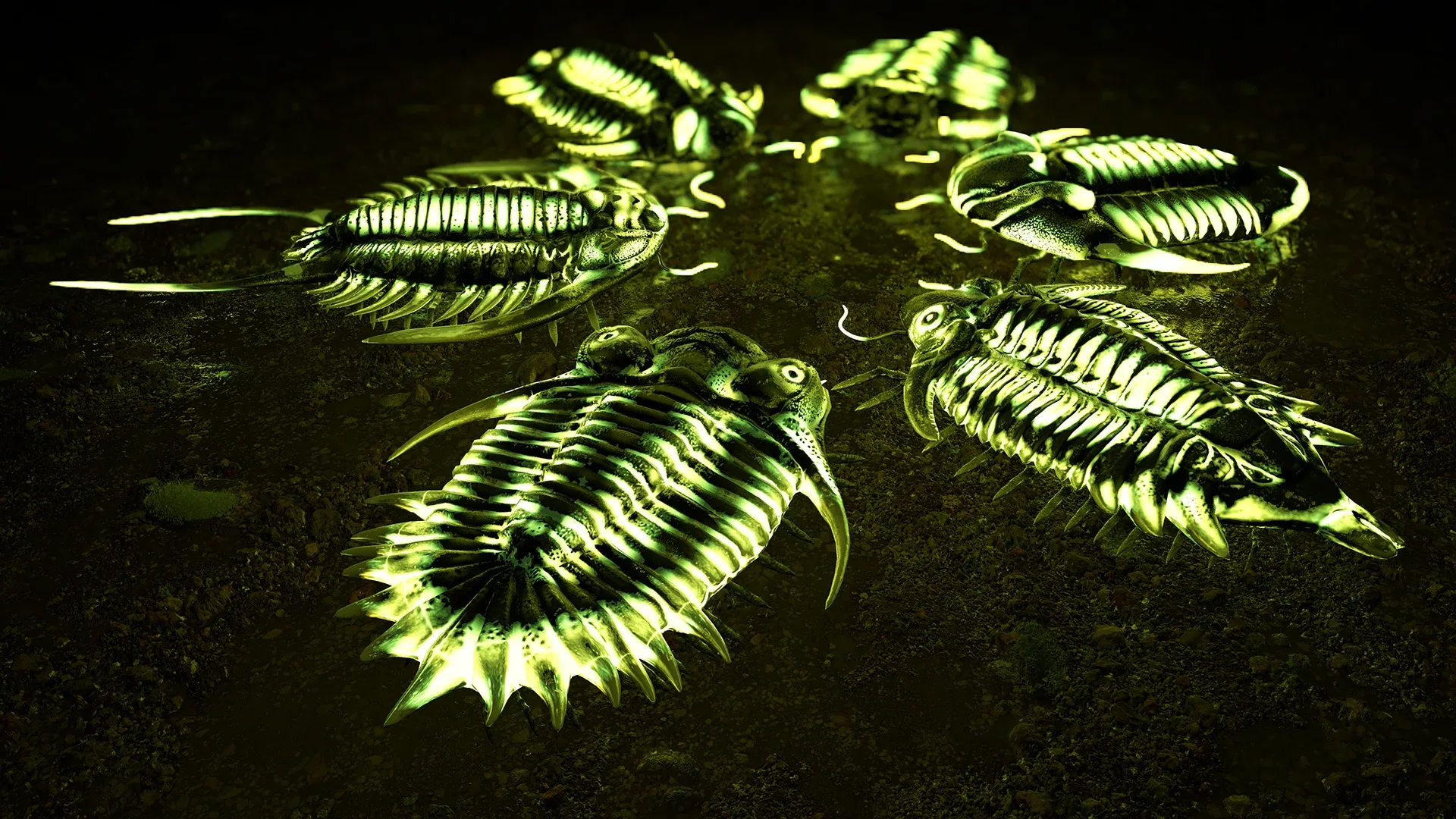 Trilobites Collection - Animated - FlippedNormals
