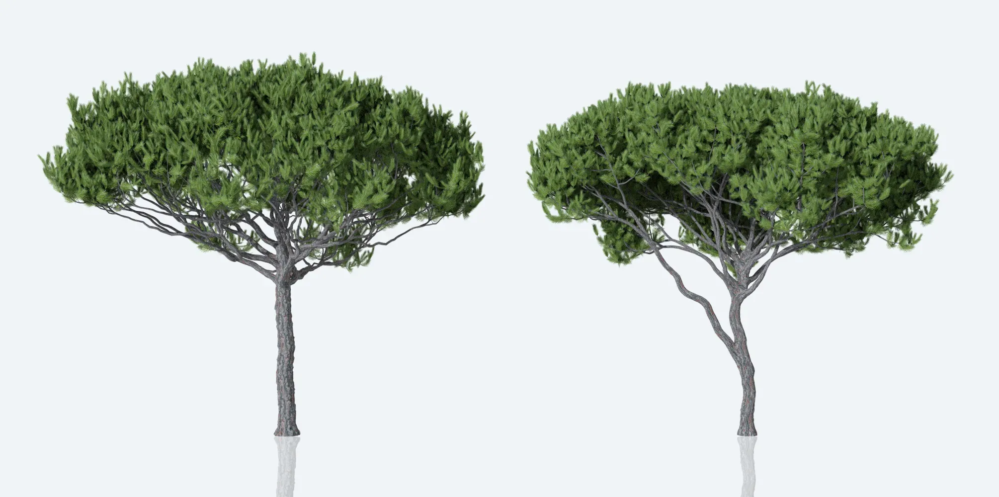 Maritime Pine Trees - FlippedNormals