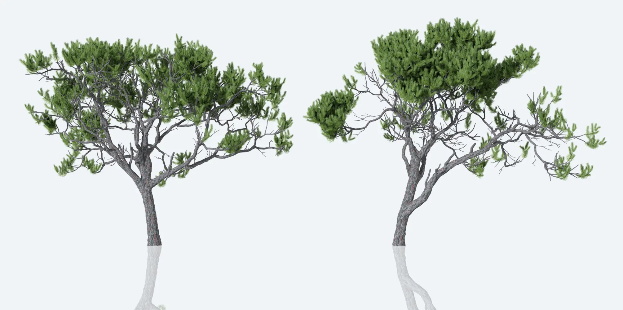 Maritime Pine Trees - FlippedNormals