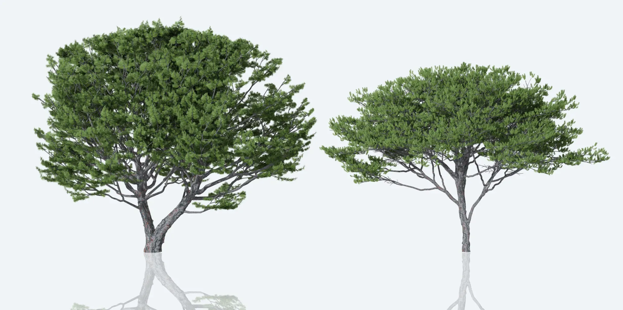 Maritime Pine Trees - FlippedNormals