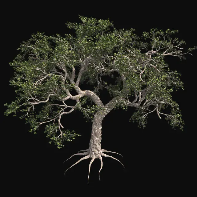 Japanese Maple Tree - FlippedNormals