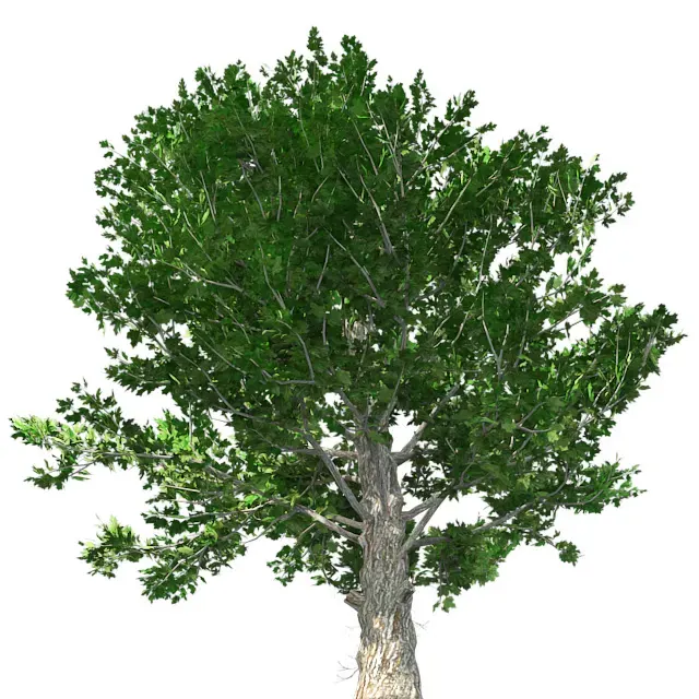 Sugar Maple Tree - FlippedNormals Sugar Maple Tree - FlippedNormals