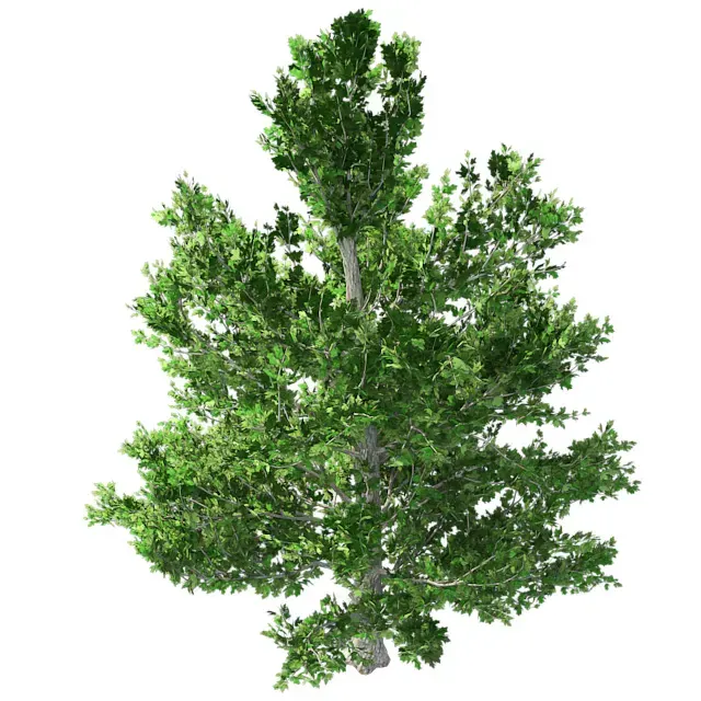 Sugar Maple Tree - FlippedNormals Sugar Maple Tree - FlippedNormals