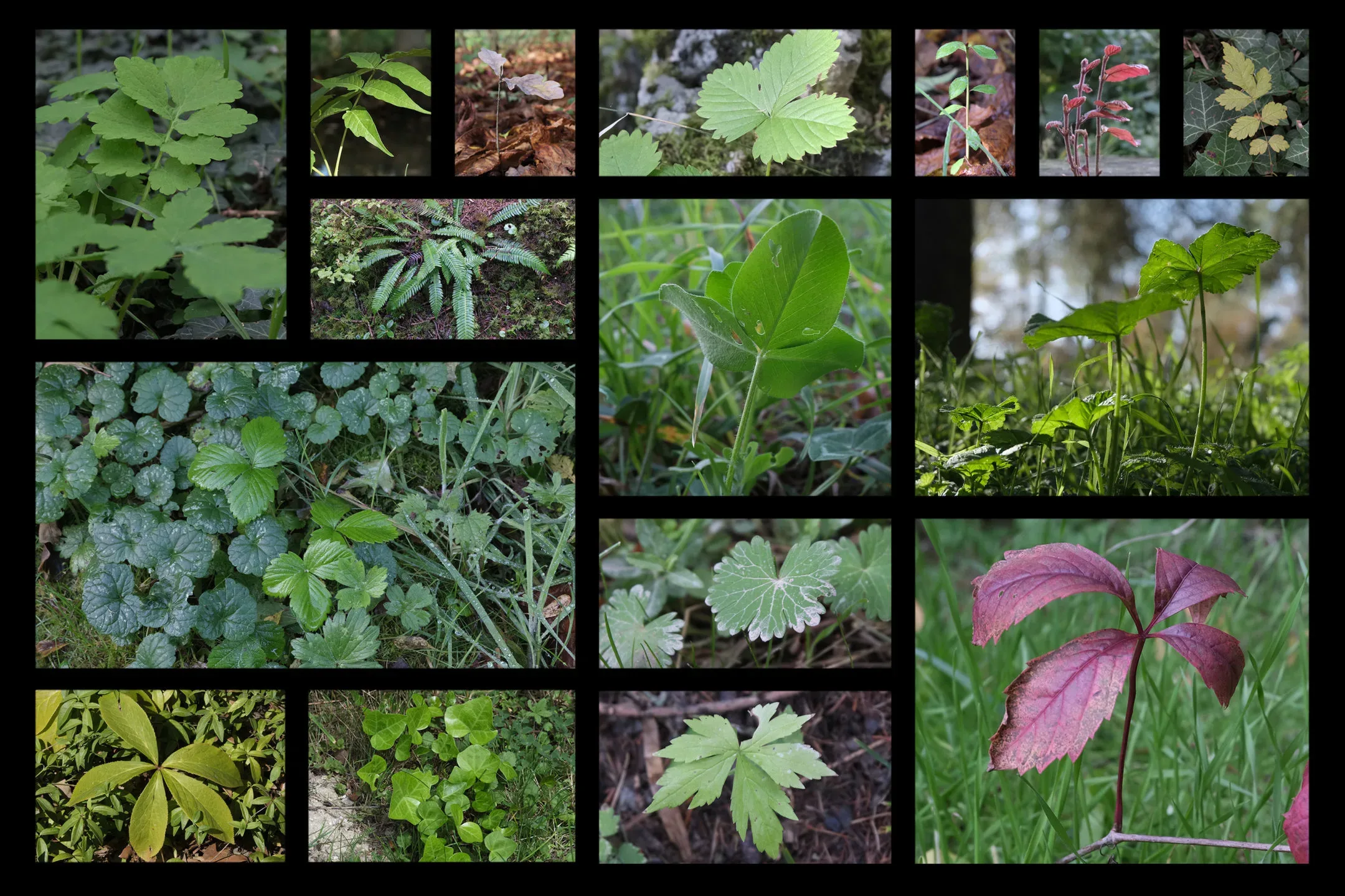 Small Plants CREATIVE PACK - FlippedNormals