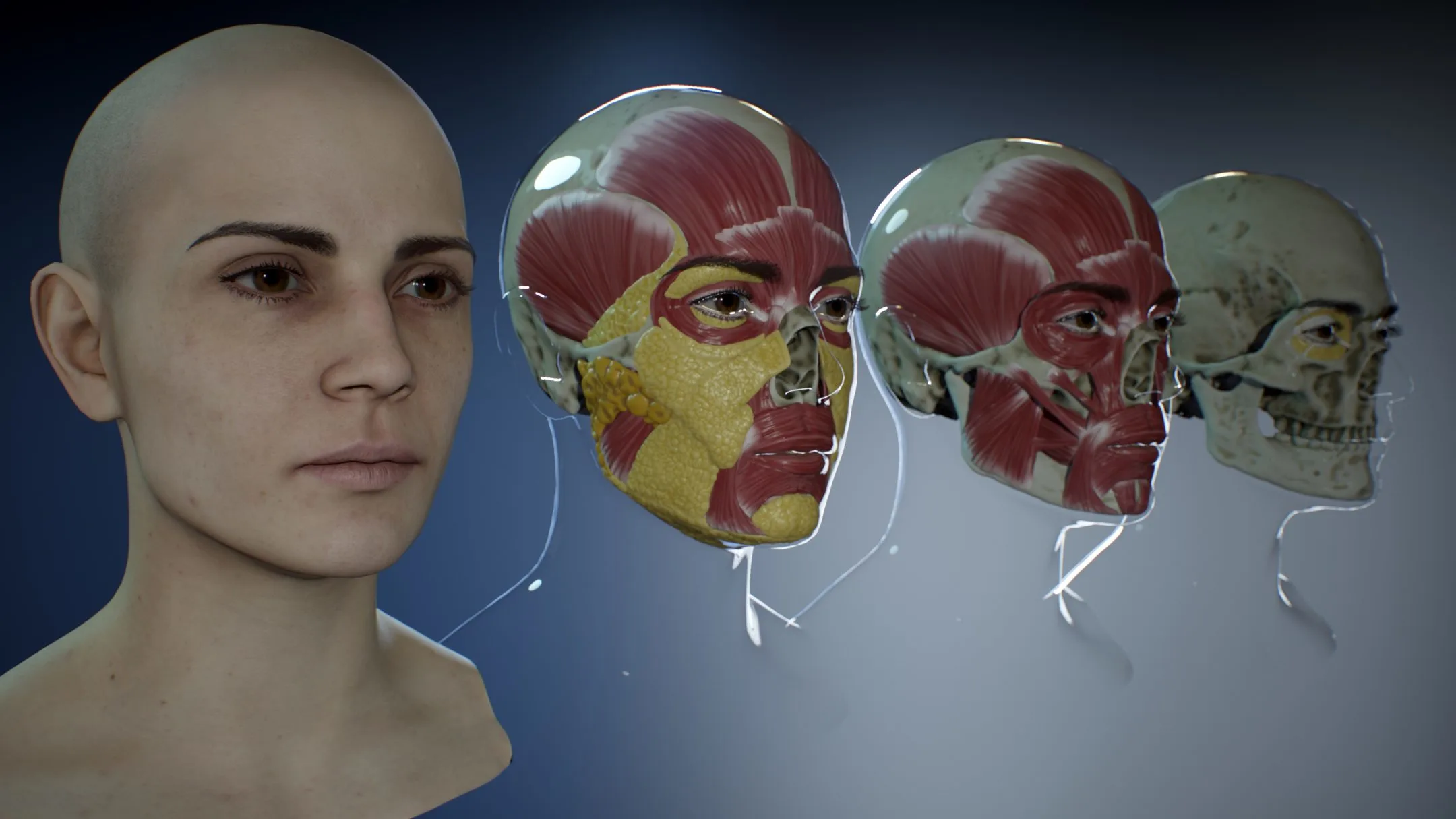 Highly Detailed Female Head and - FlippedNormals