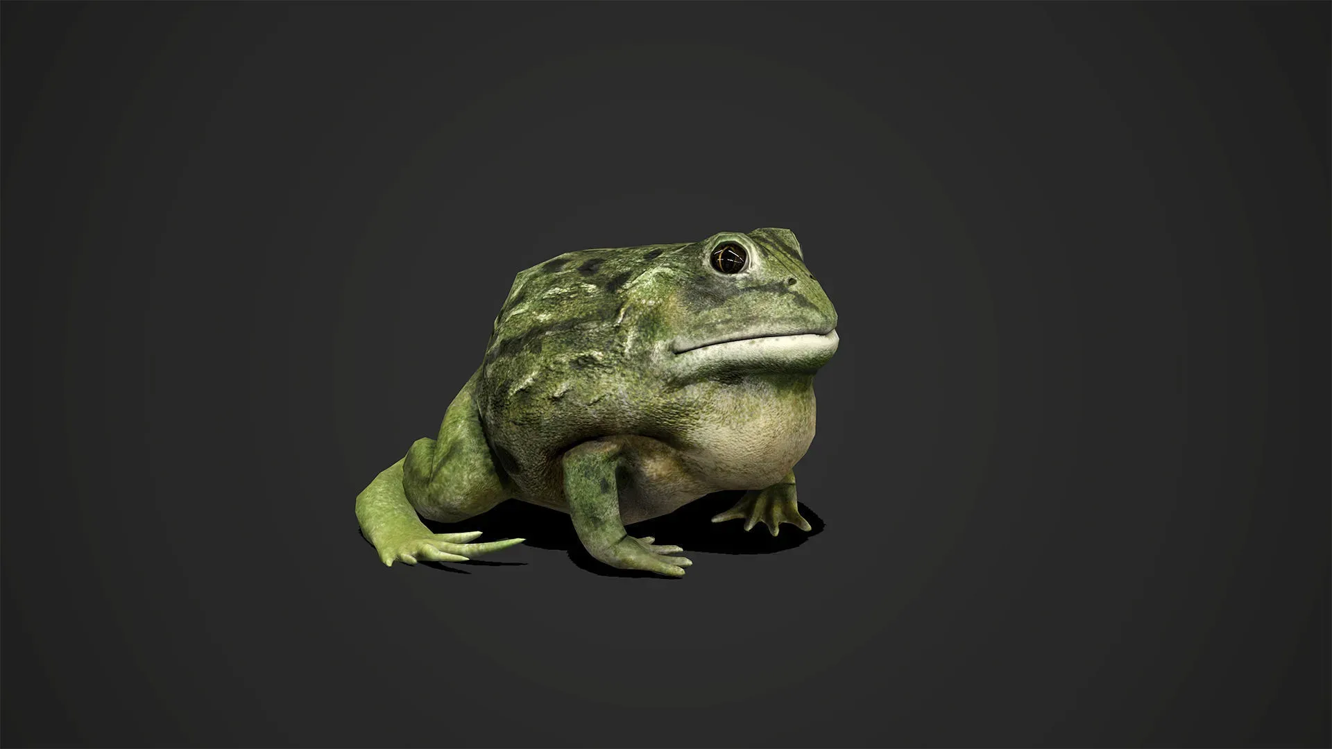 Pixie Frog - Game Ready - FlippedNormals