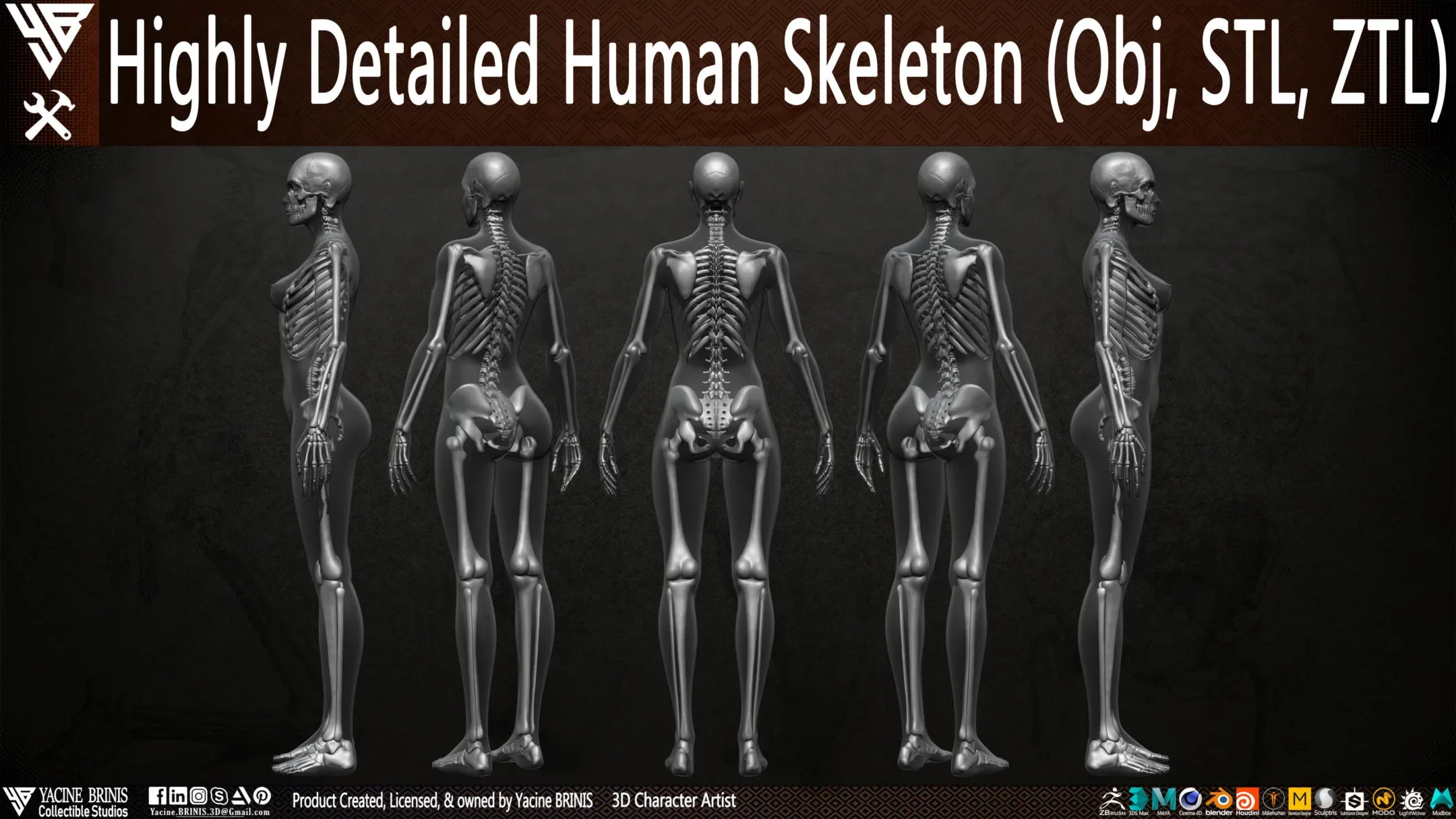 Human Skeleton (Female) - FlippedNormals