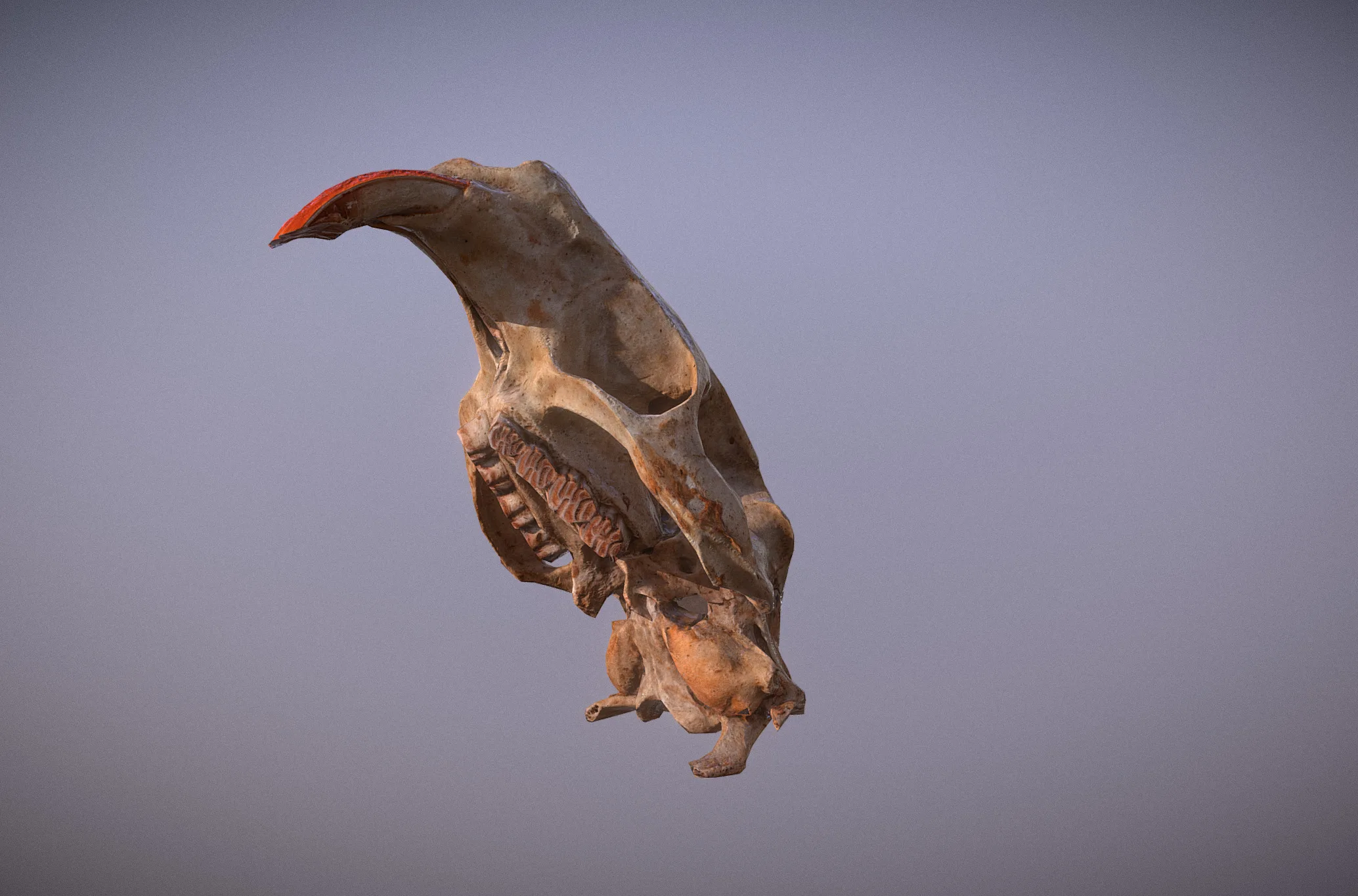 Nutria Skull - FlippedNormals