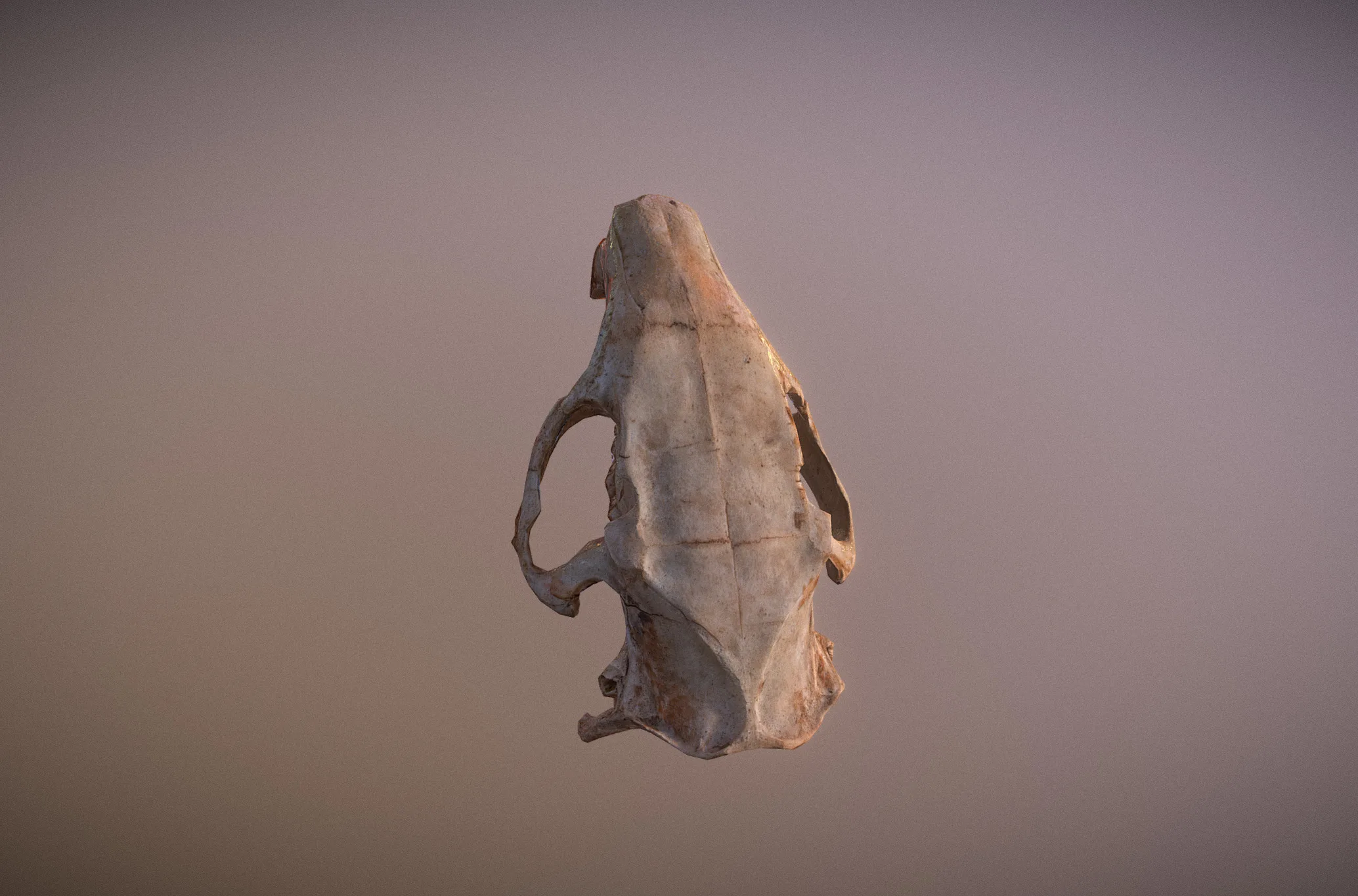 Nutria Skull - FlippedNormals