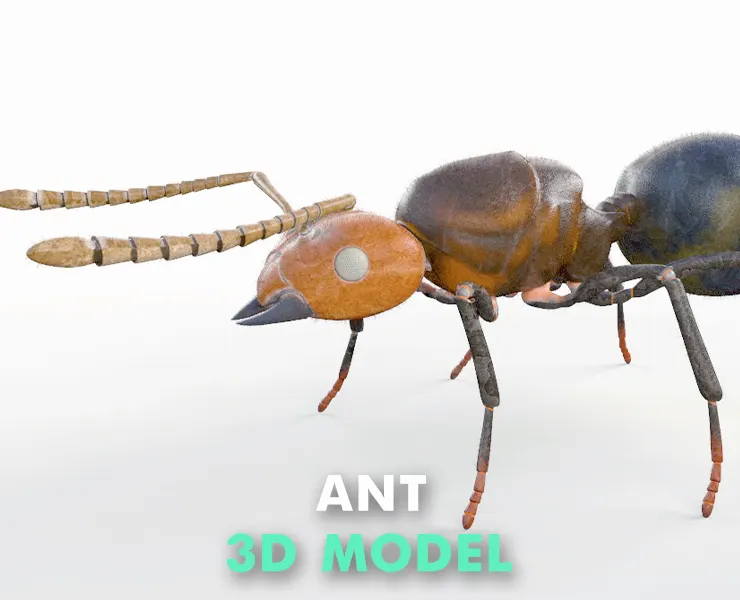 Ant Insect Rigged 3d model - FlippedNormals