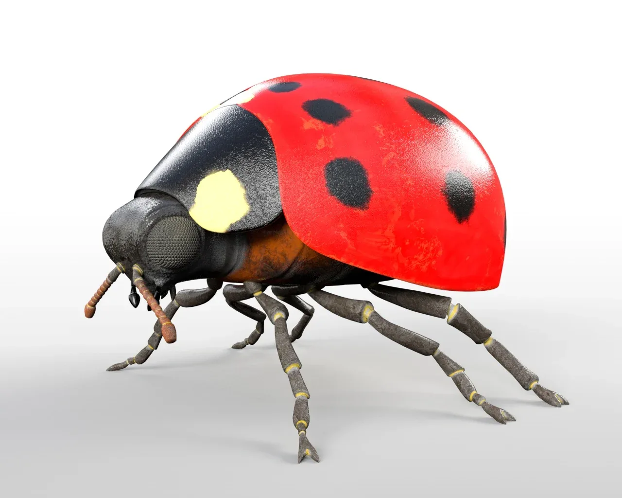 Ladybug insect rigged 3d model - FlippedNormals