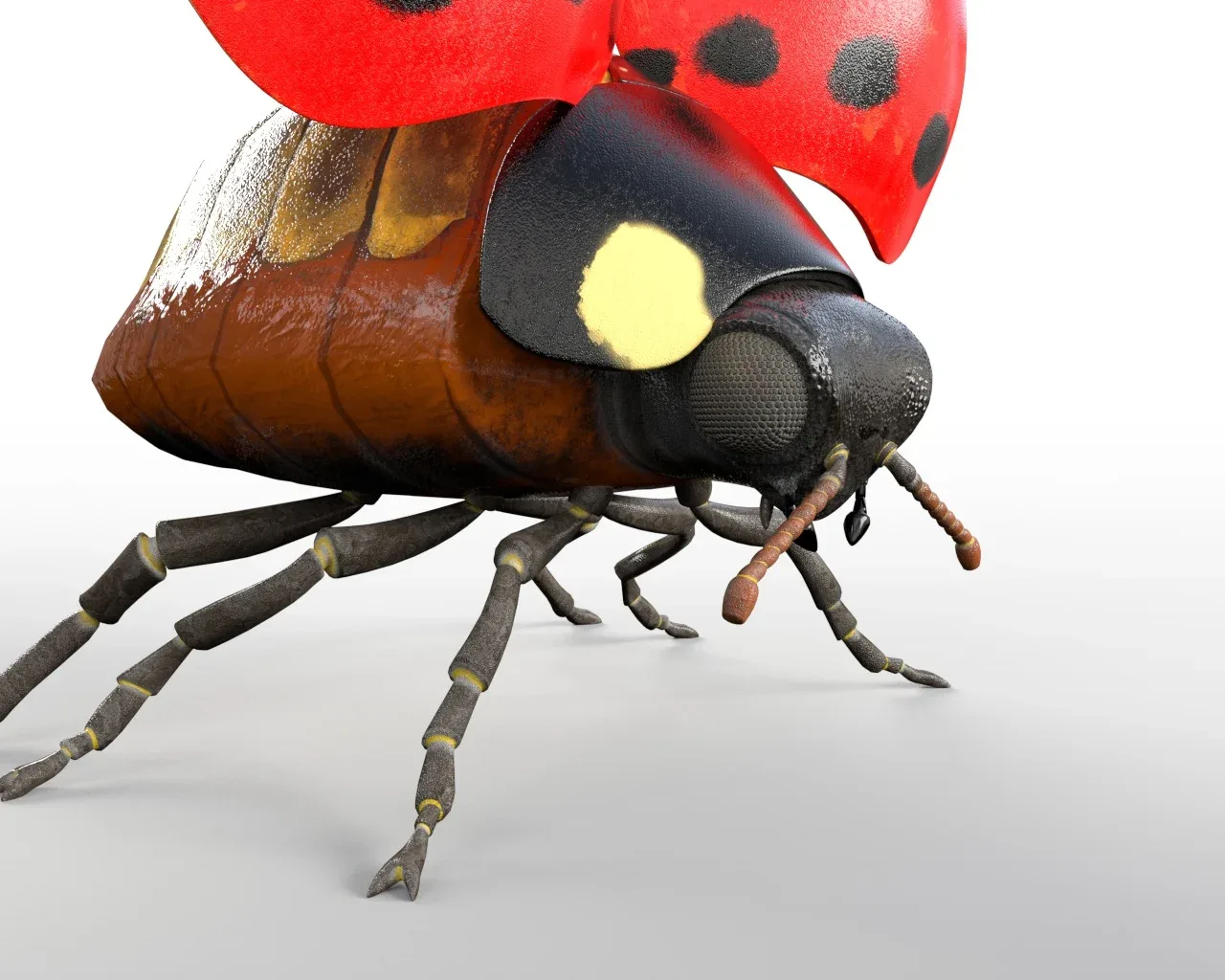 Ladybug insect rigged 3d model - FlippedNormals