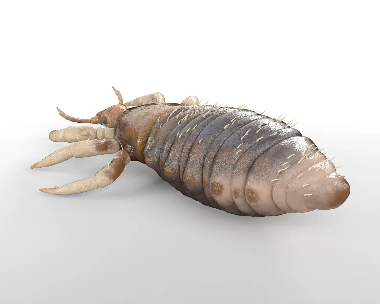 Louse insect rigged 3d model - FlippedNormals