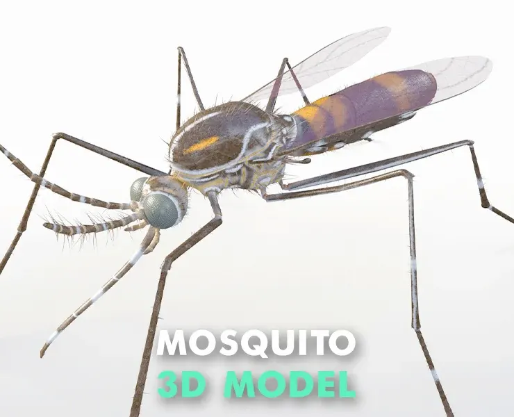 Mosquito insects 3d model - FlippedNormals