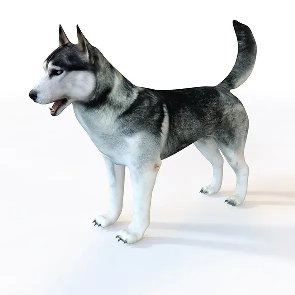husky rigged 3d model - FlippedNormals