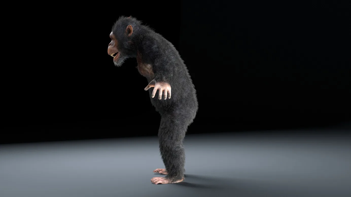 Chimpanzee hair fur rigged 3d model - FlippedNormals