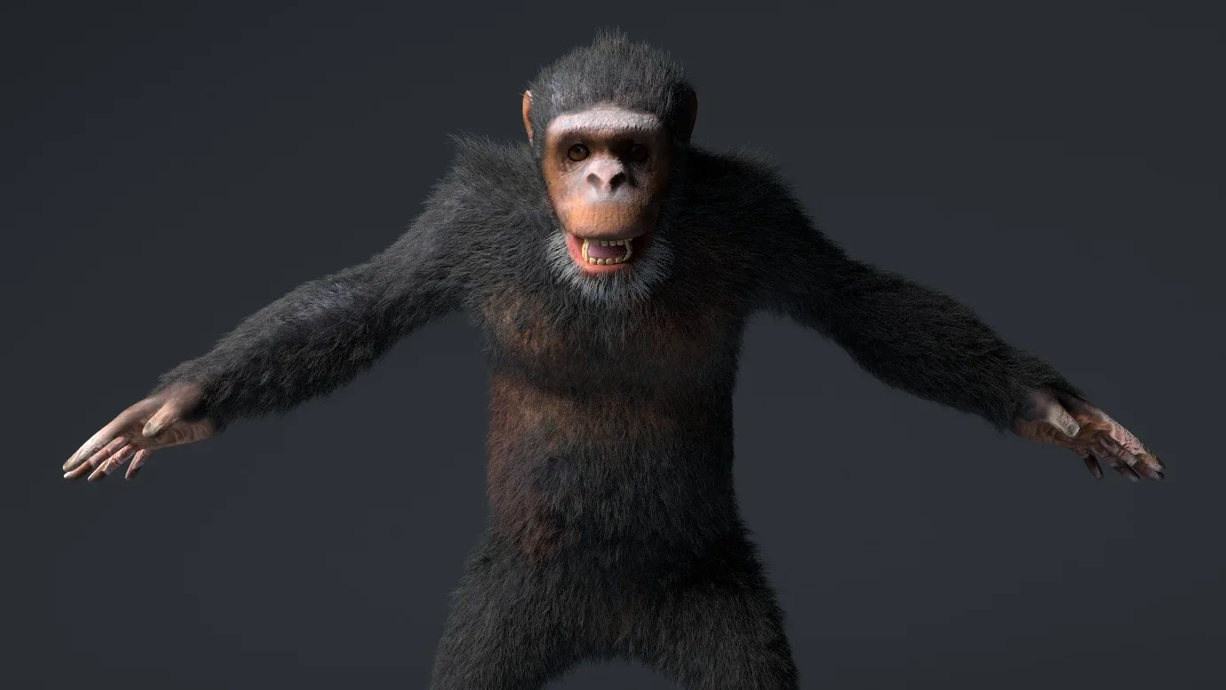 Chimpanzee hair fur rigged 3d model - FlippedNormals