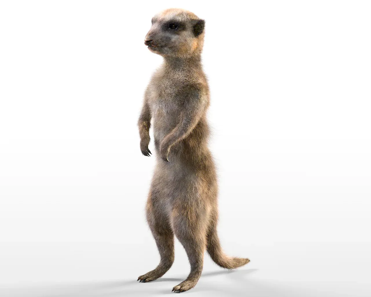 Meerkat hair fur rigged 3d model - FlippedNormals