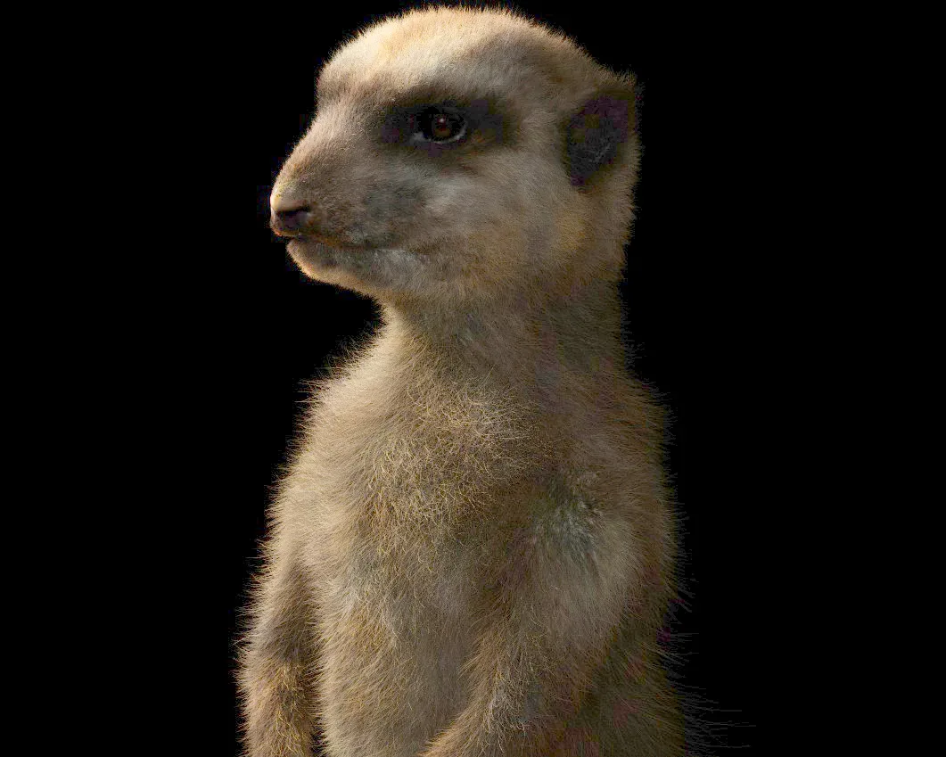 Meerkat hair fur rigged 3d model - FlippedNormals