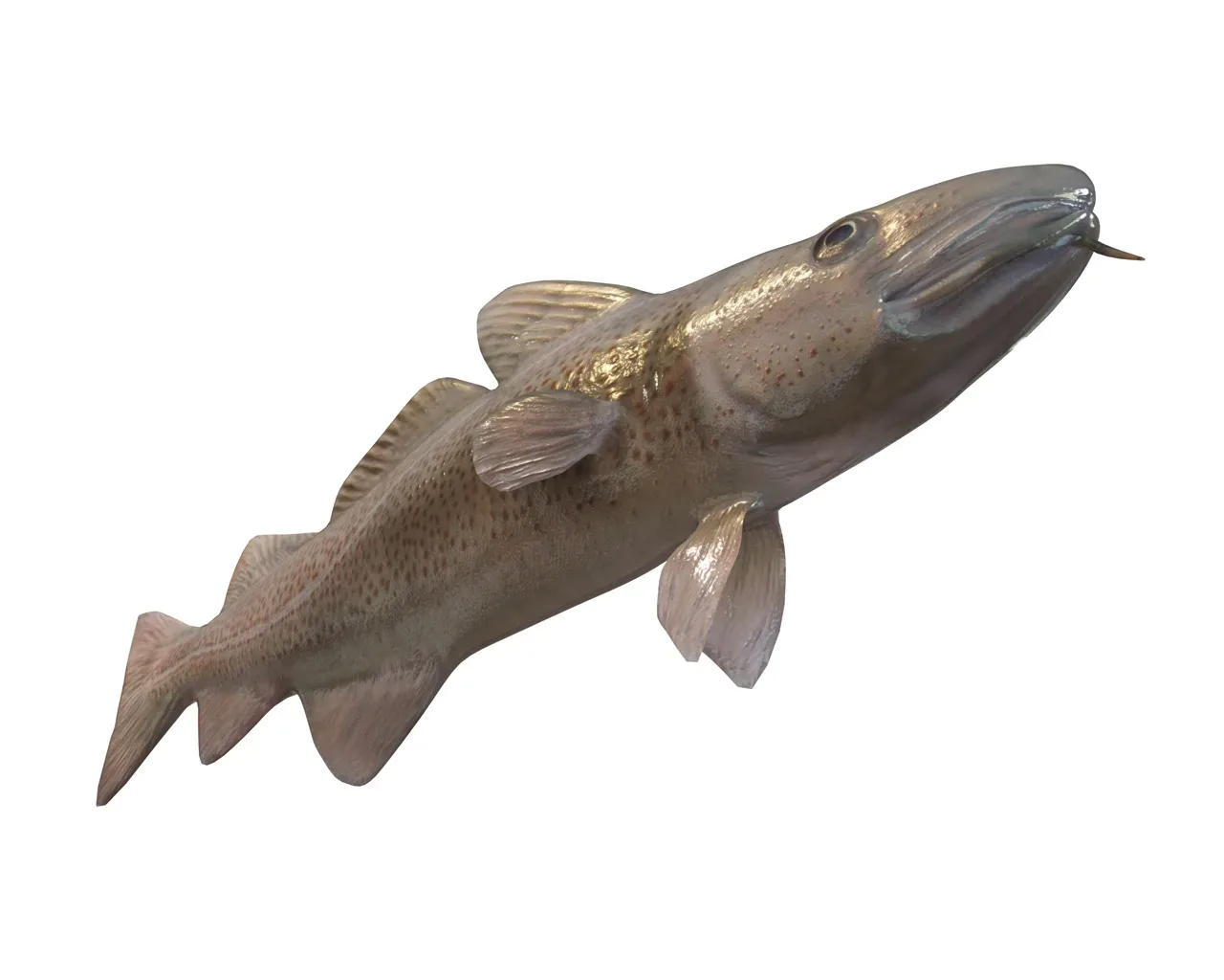 Cod fish 3d model - FlippedNormals