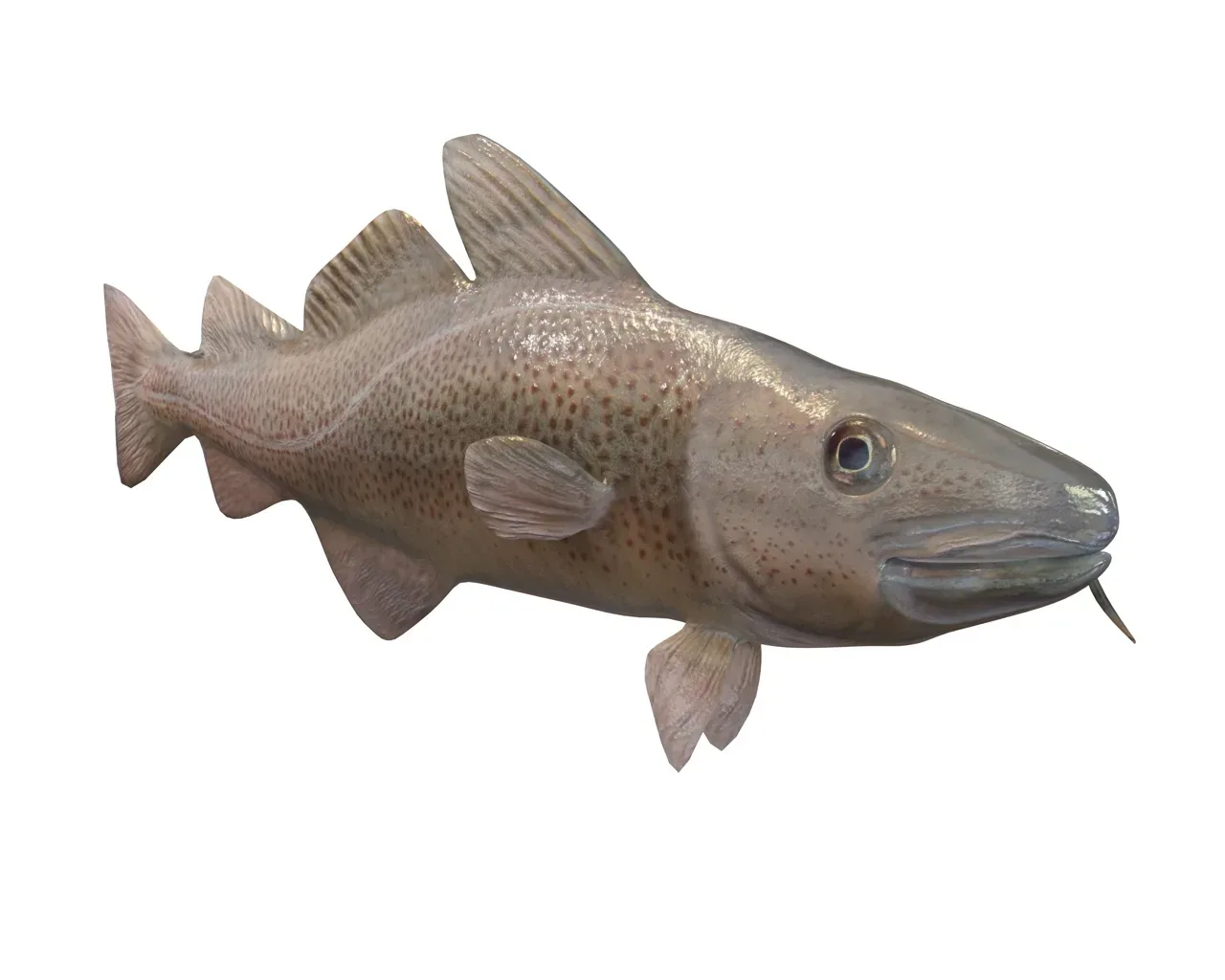 Cod fish 3d model - FlippedNormals