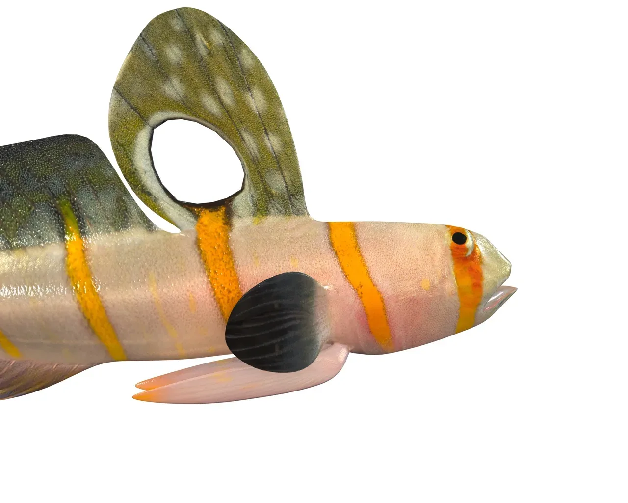 Randall's goby fish 3d model - FlippedNormals