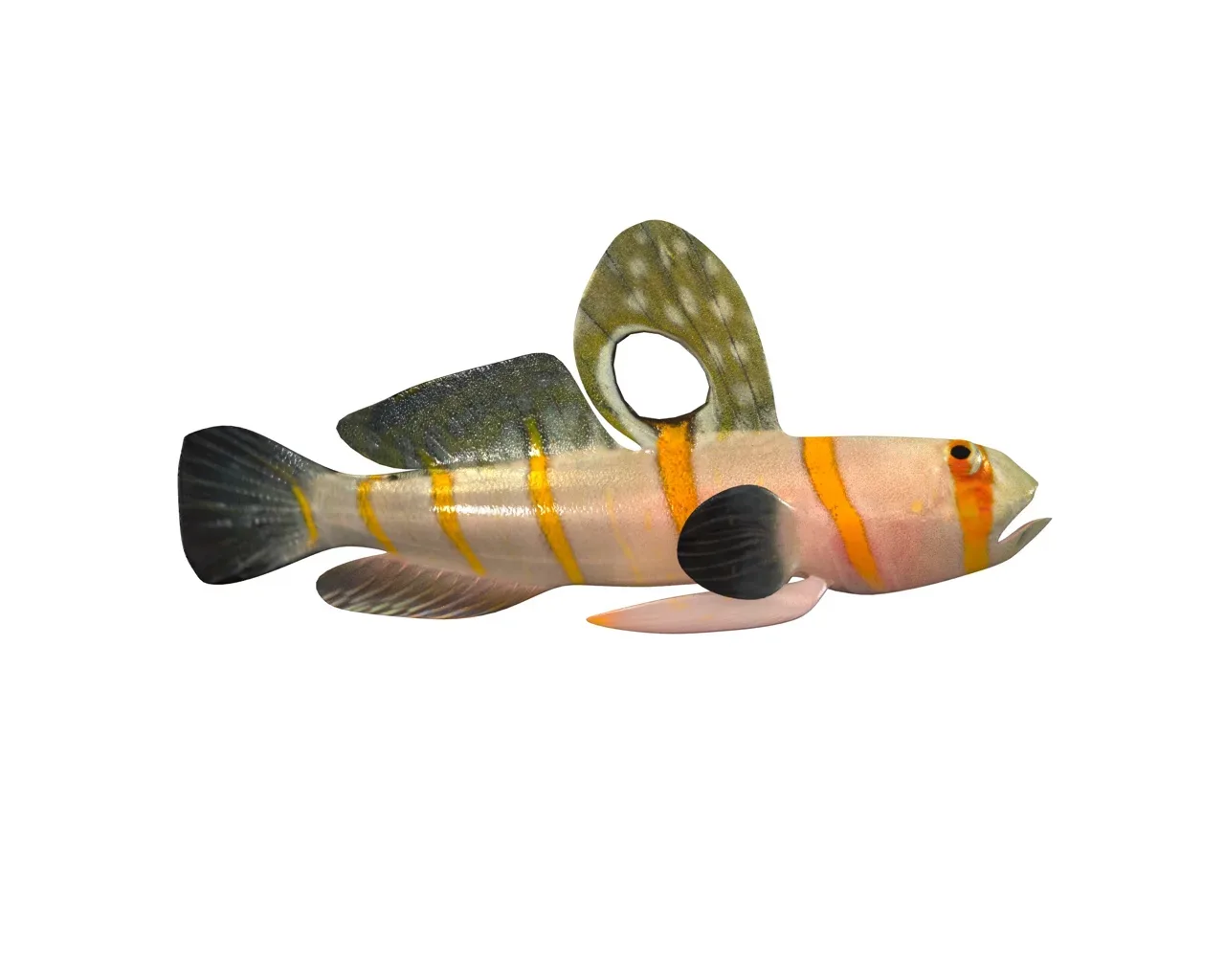 Randall's goby fish 3d model - FlippedNormals