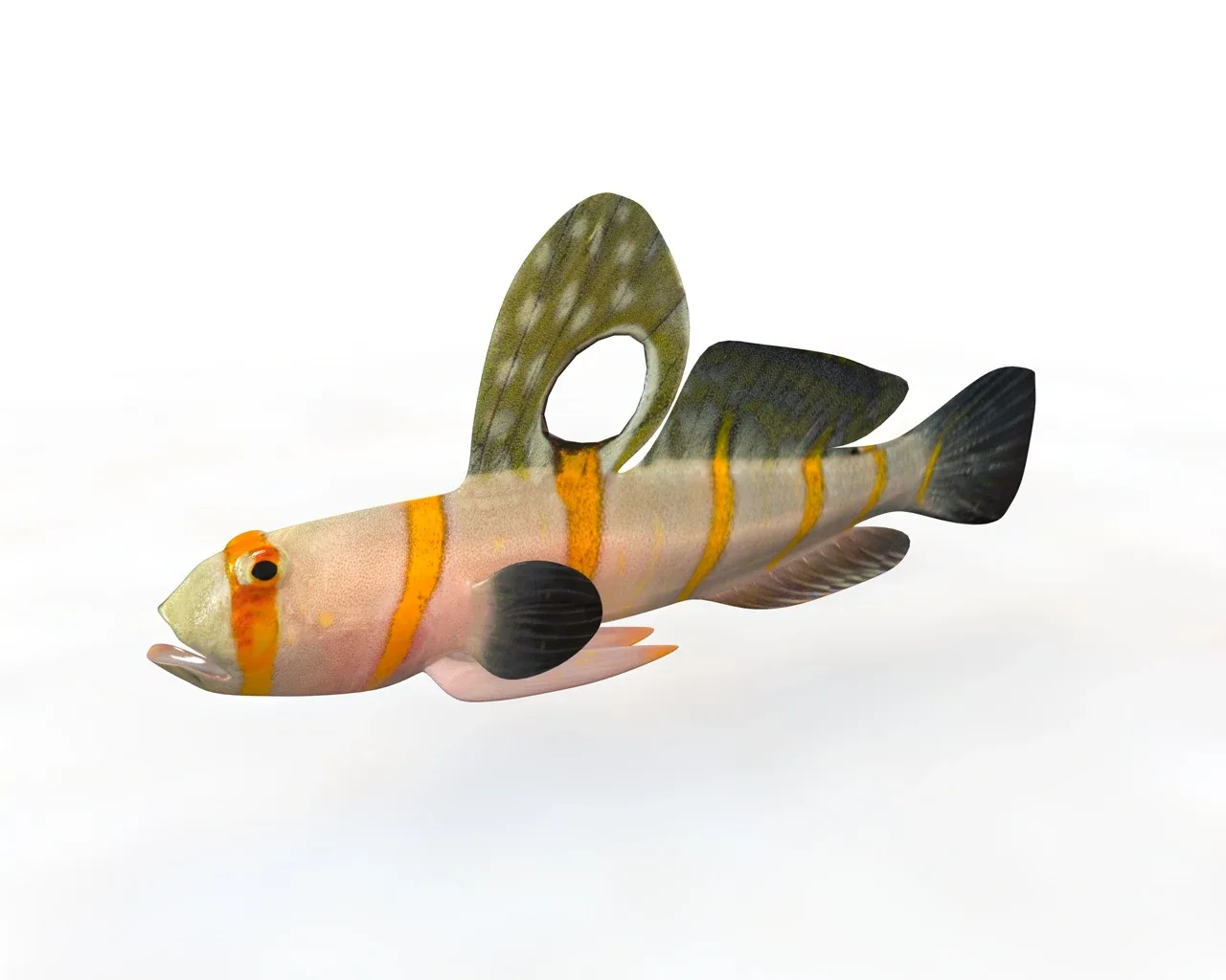 Randall's goby fish 3d model - FlippedNormals