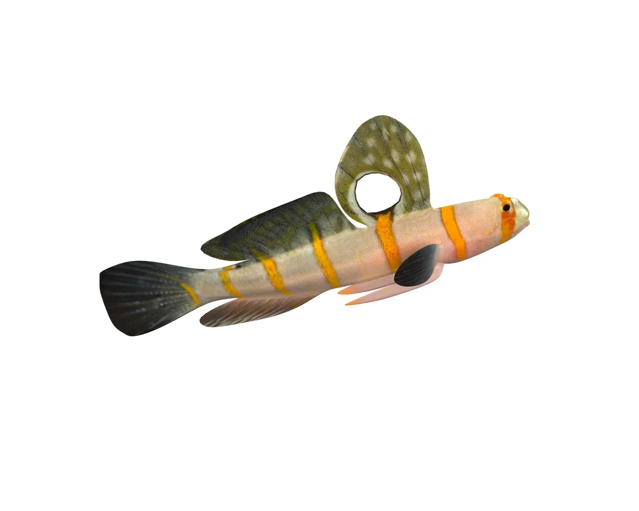 Randall's goby fish 3d model - FlippedNormals