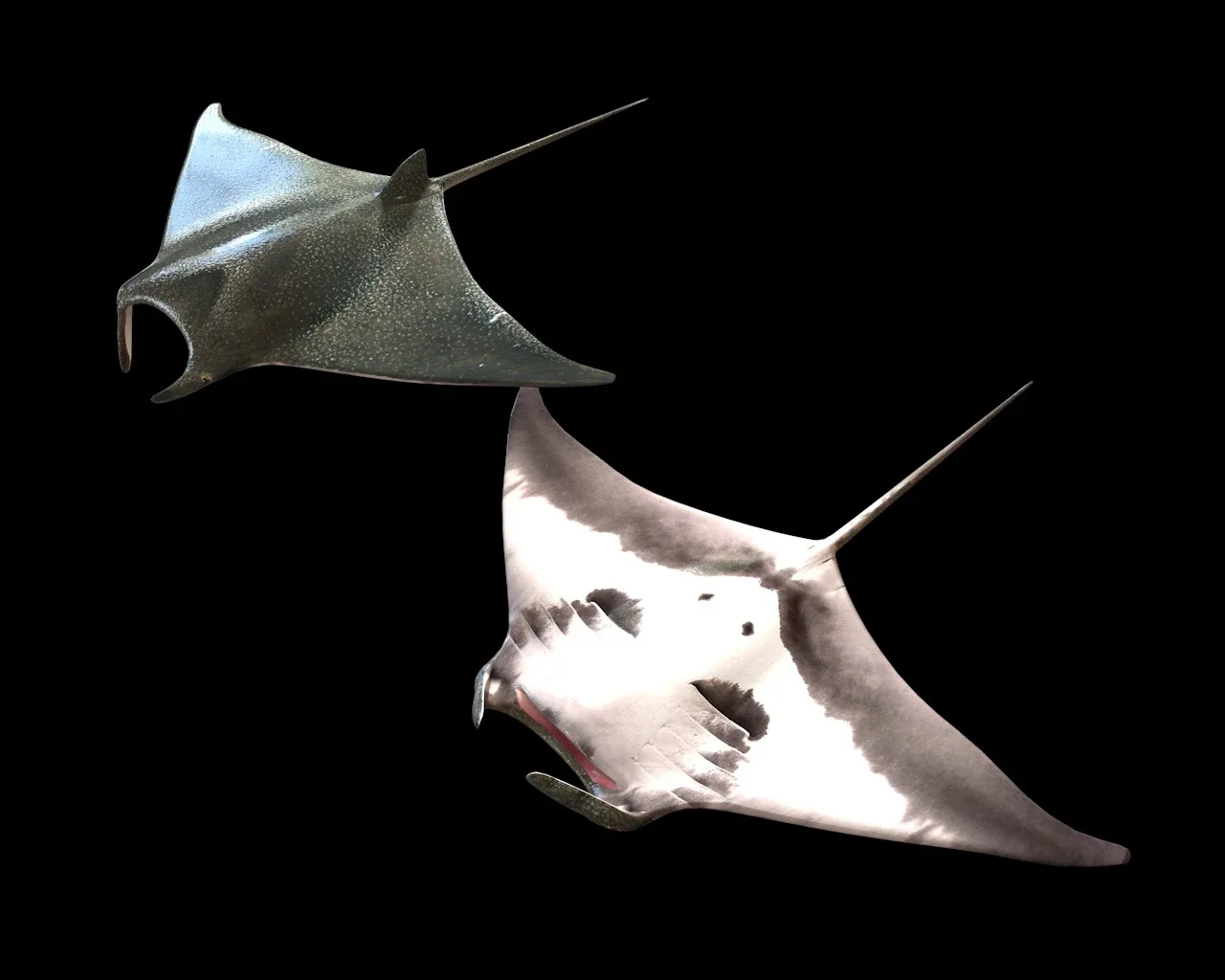 Manta Ray fish 3d model - FlippedNormals