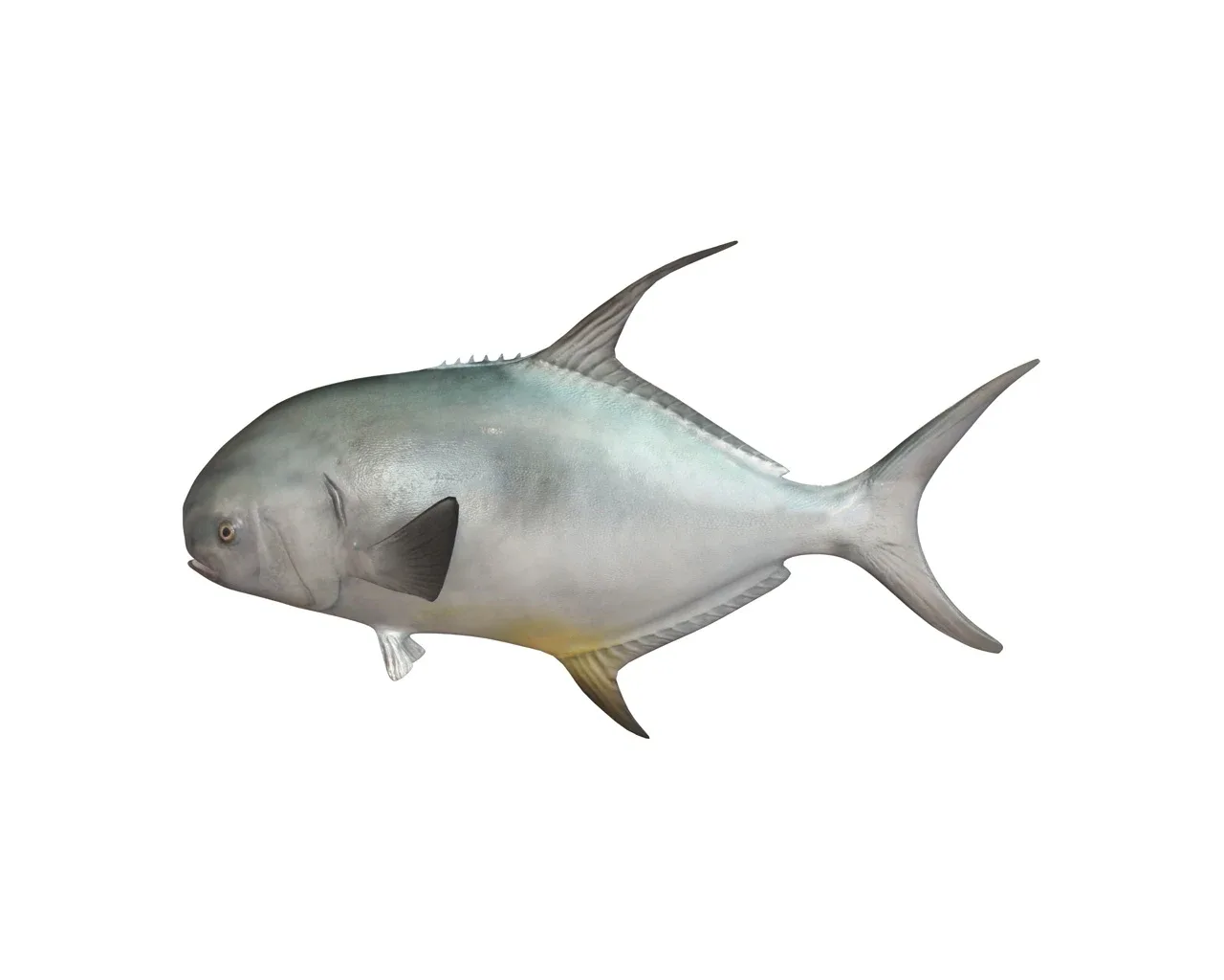 Permit fish 3d model - FlippedNormals
