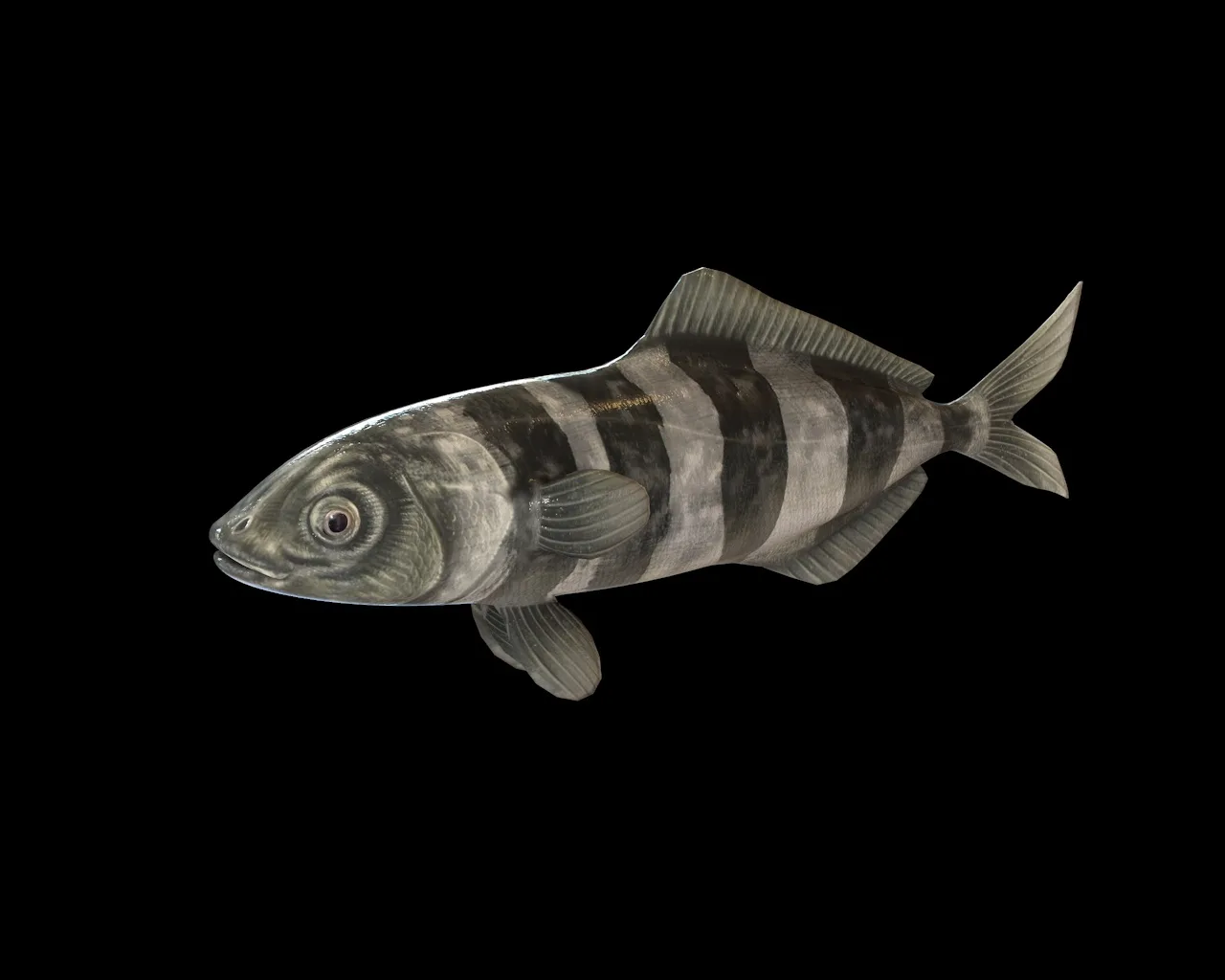 Pilot Fish 3d model - FlippedNormals