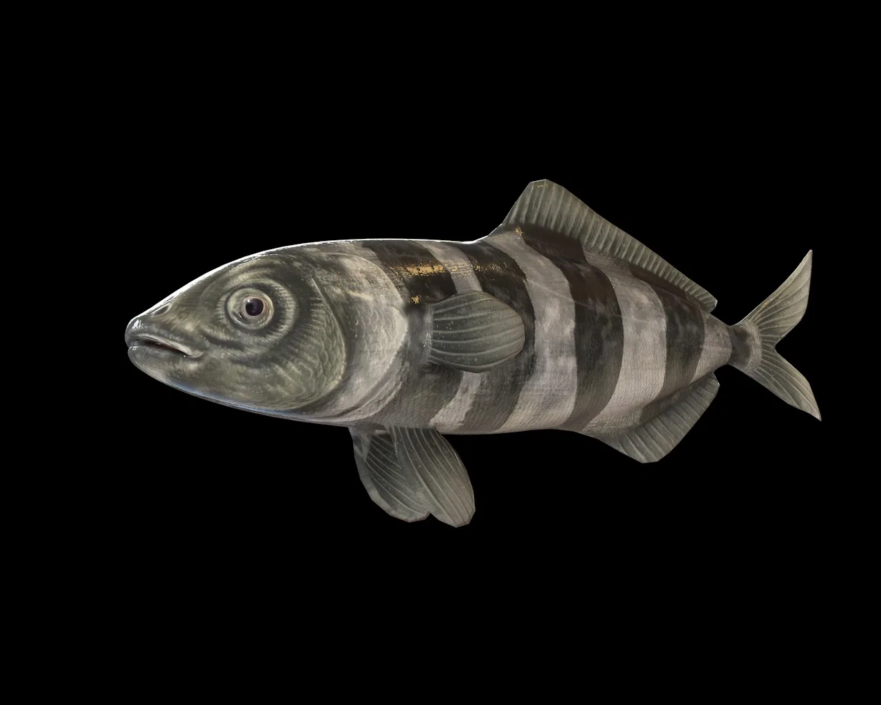 Pilot Fish 3d model - FlippedNormals