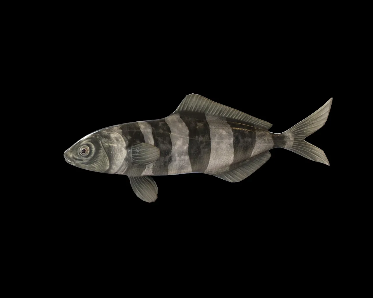 Pilot Fish 3d model - FlippedNormals