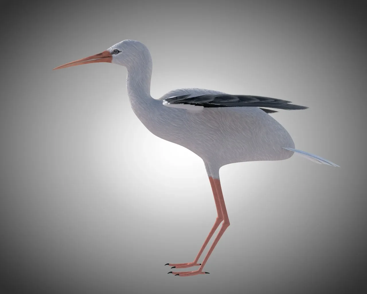 Stork bird 3d model - FlippedNormals