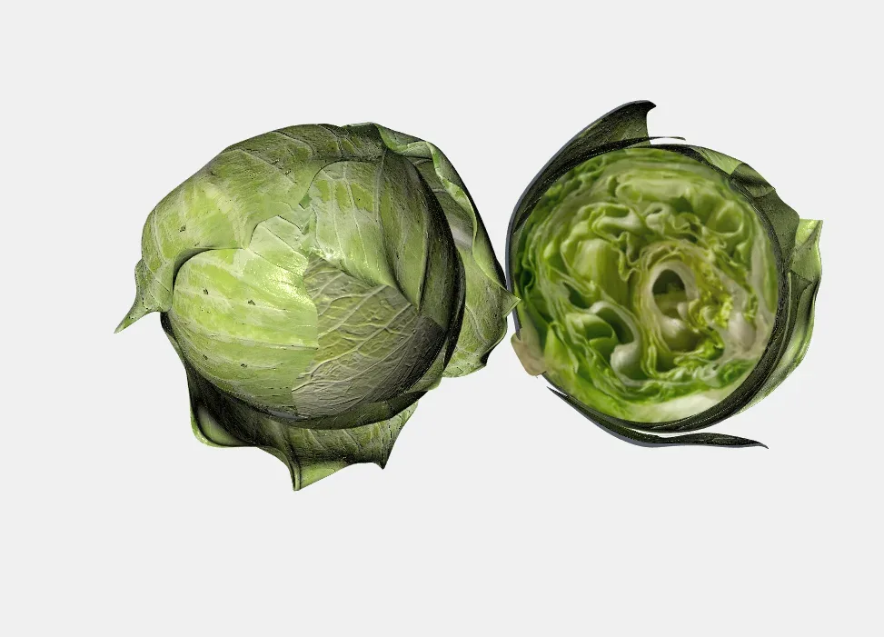 Cabbage Green 3d model - FlippedNormals