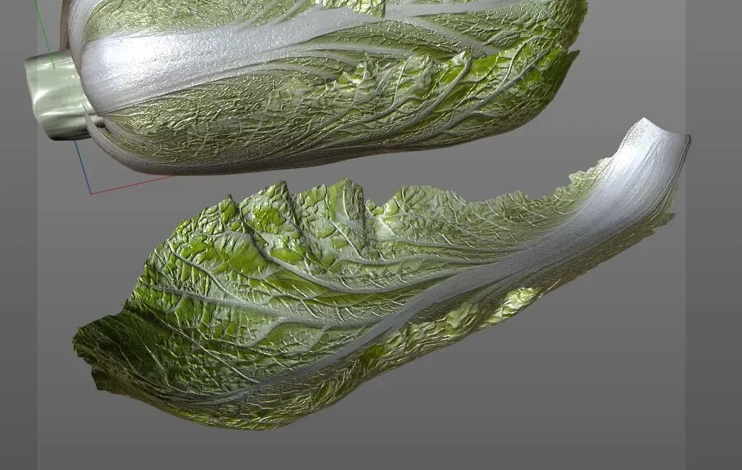 Kimchi napa cabbage 3d model - FlippedNormals