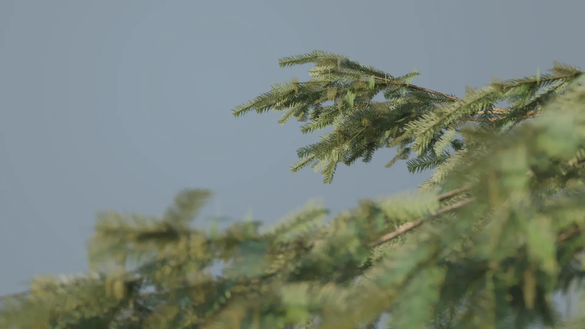 Red Spruce Trees - FlippedNormals