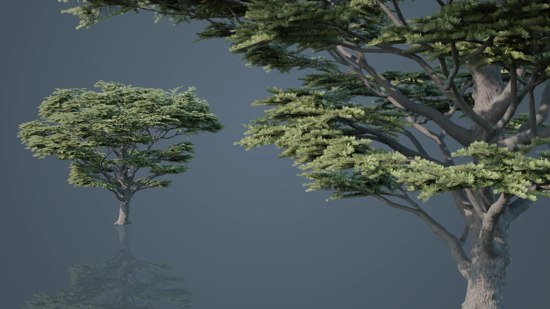 Cedrus Libani - Big Cedar Trees - FlippedNormals