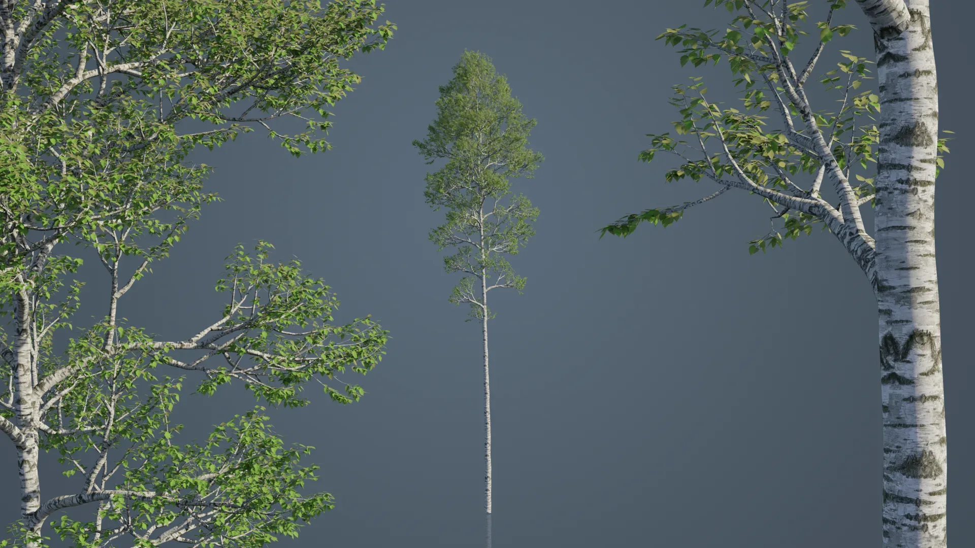 Common Birch Trees - FlippedNormals
