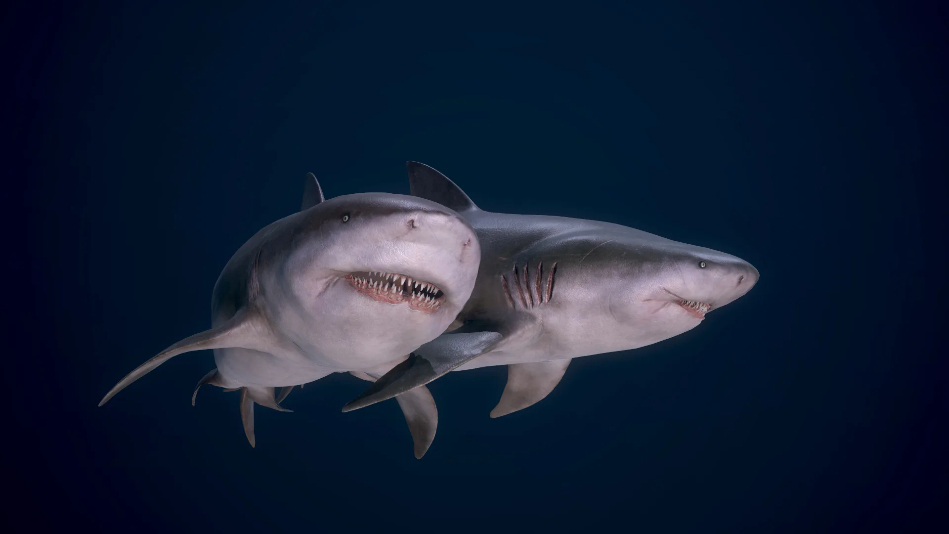 Bull Sharks - Game Ready - FlippedNormals
