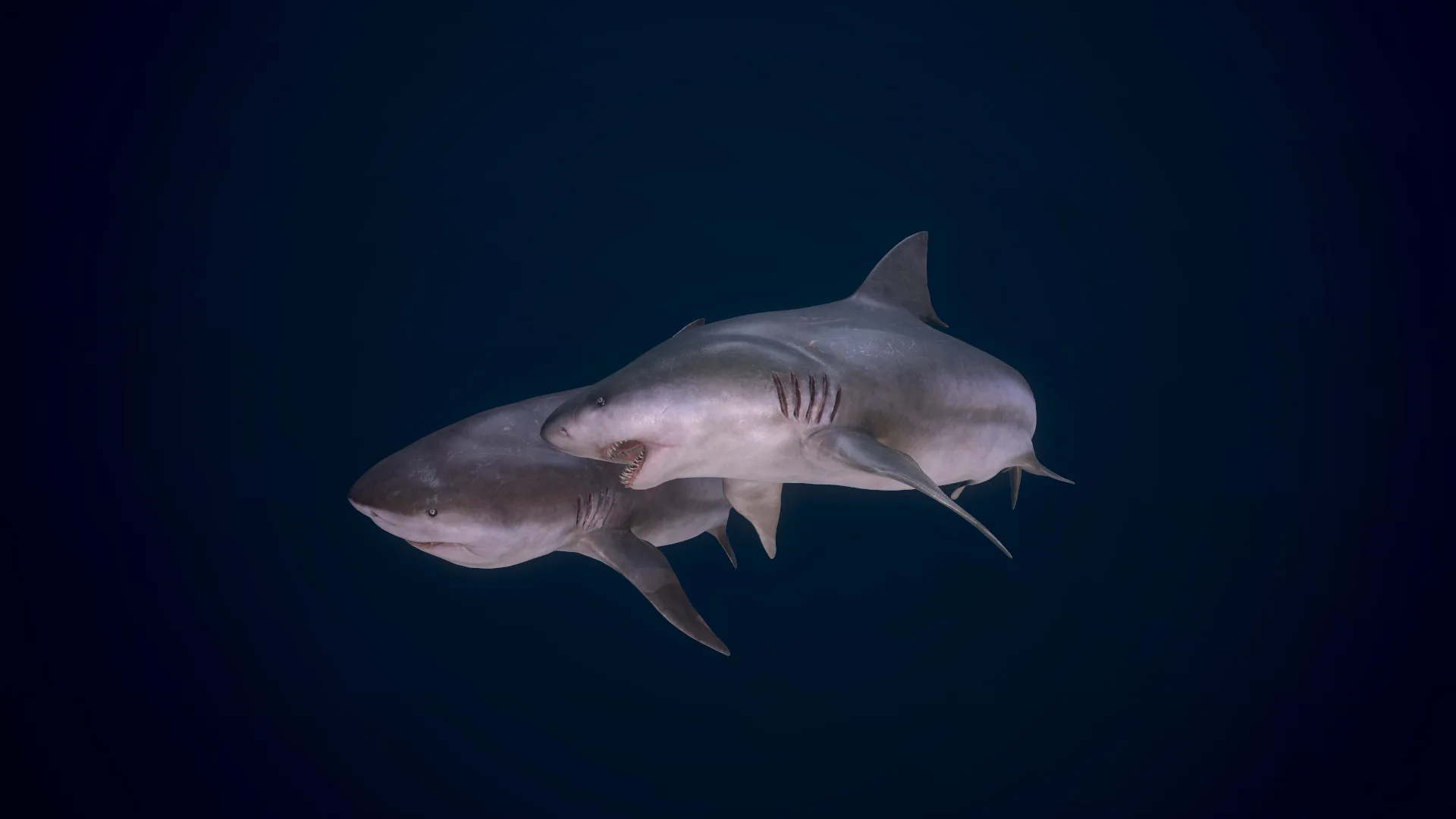 Bull Sharks - Game Ready - FlippedNormals