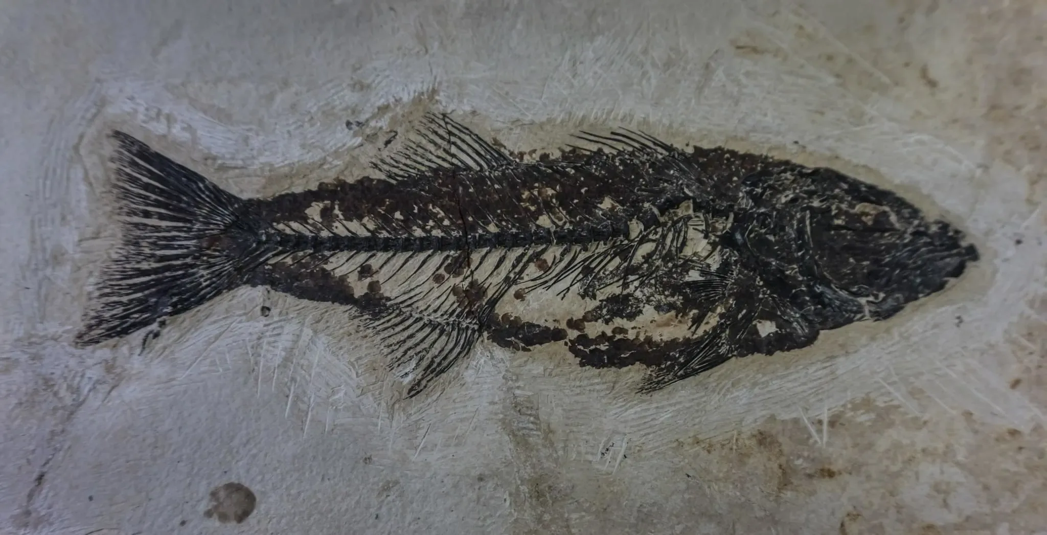 165 photos of Prehistoric Sea-Life - FlippedNormals