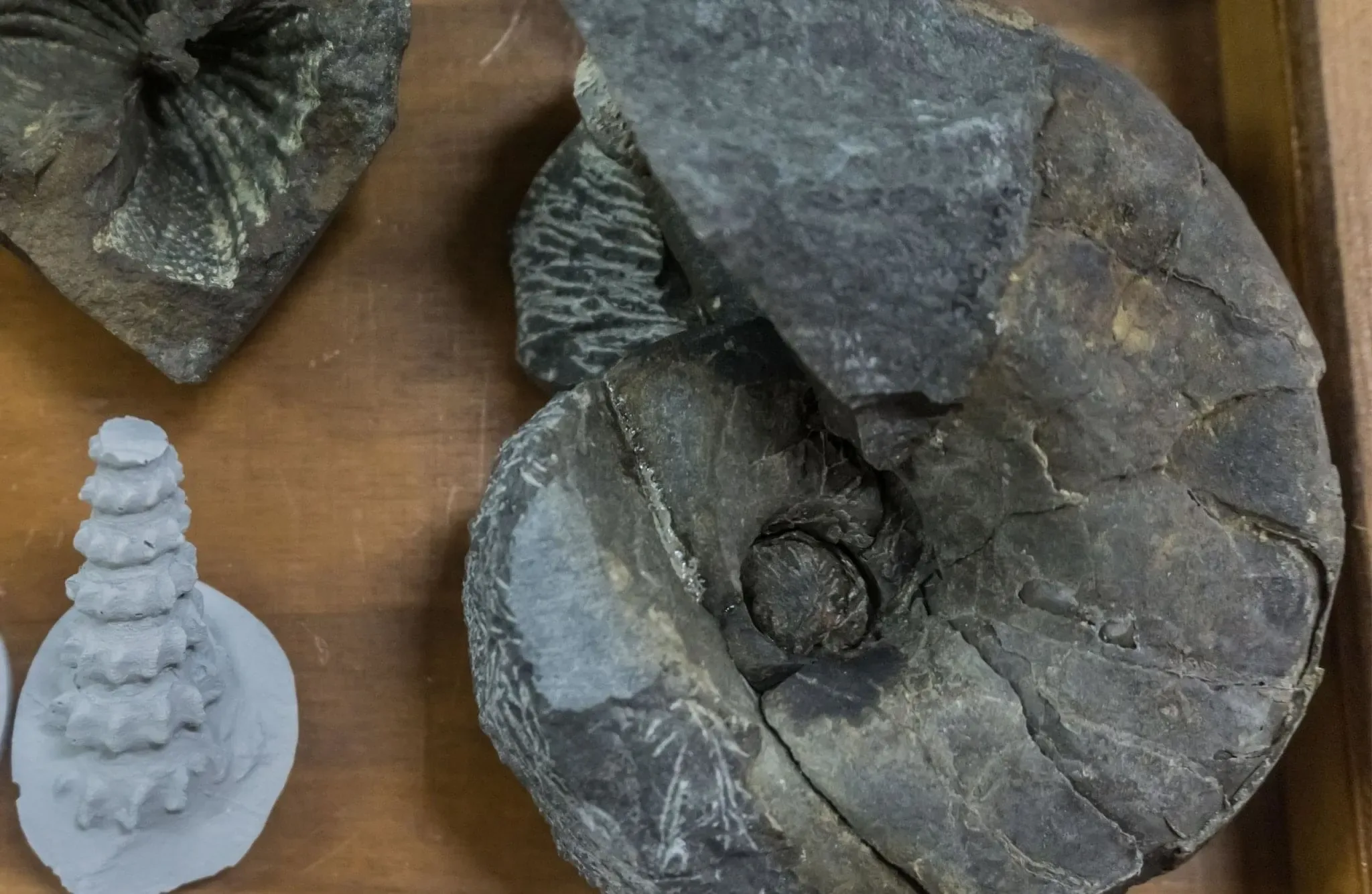 165 photos of Prehistoric Sea-Life - FlippedNormals